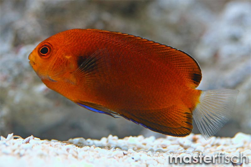 Orange angelfish - Centropyge fisheri | MasterFisch