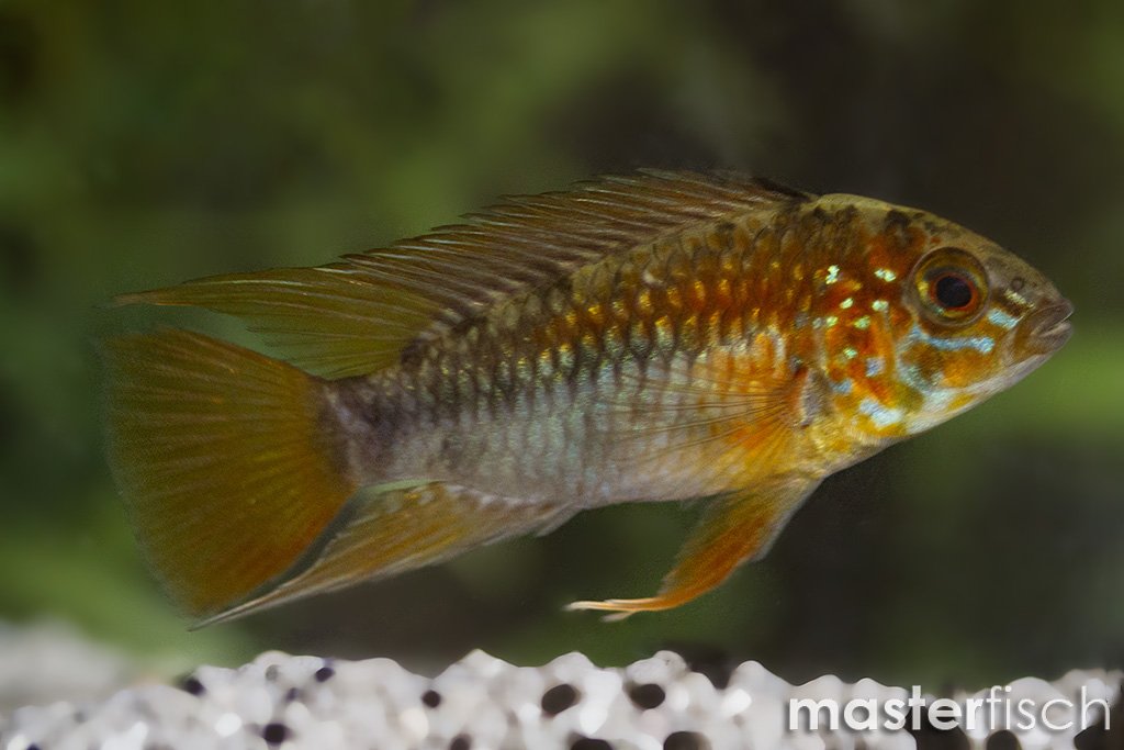 Apistogramma macmasteri redneck - Apistogramma macmasteri | MasterFisch