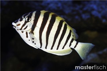 Buy aquarium fish online - MasterFisch