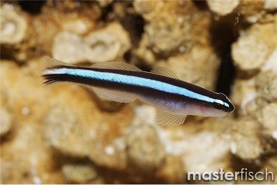 Neon Goby (bred) - Elacatinus oceanops | MasterFisch