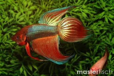 Labyrinth Fish - Buy Freshwater fish for your aquarium - Aquatic shop ...