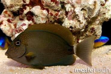 Doktorfische - Meerwasserfische für Ihr Aquarium kaufen - Aquaristik ...