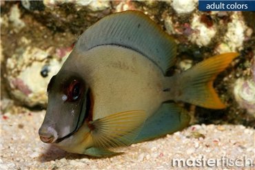 Doktorfische - Meerwasserfische für Ihr Aquarium kaufen - Aquaristik ...