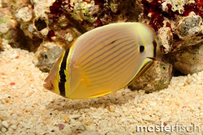 Chaetodon Trifasciatus - Chaetodon Trifasciatus | MasterFisch