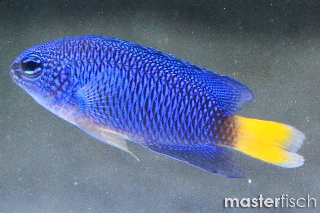 Similis Riffbarsch - Pomacentrus similis | MasterFisch