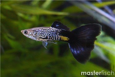 Guppy - Buy Freshwater fish for your aquarium - Aquatic shop - MasterFisch